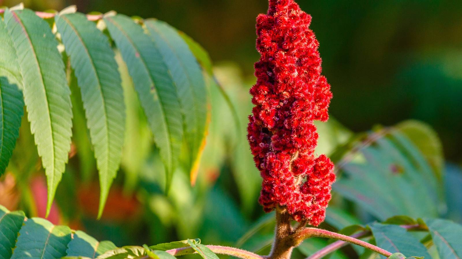 Discover the Diversity: 8 Sumac Tree Varieties for Your Landscape