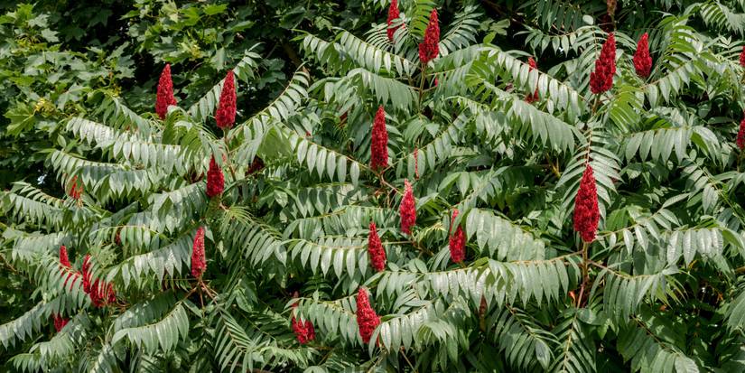 Why Sumac is the Must-Have Plant For a Vibrant and Resilient Yard