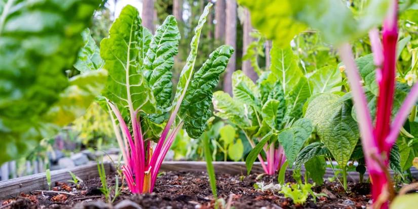 Grow and Care For Swiss Chard in the Garden