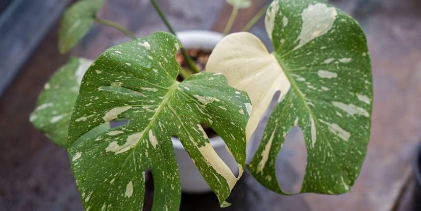 Albino Plants: Rare White Wonders and How They Survive