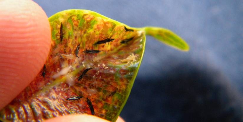 Houseplant Horror: Unveiling the 9 Most Destructive Insect Invaders