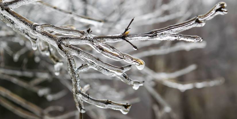 Removing Snow From Your Winter Garden