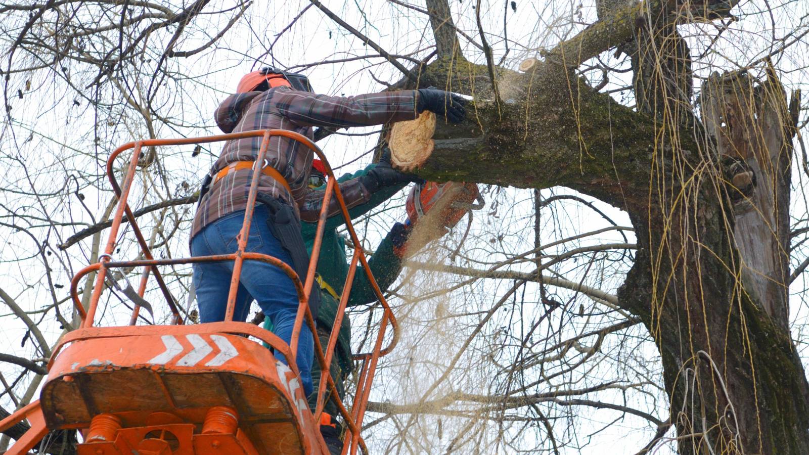 Got Trees? Remove Invasive Species This Winter!