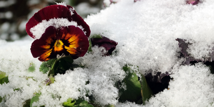 Edible Flowers That Bloom in Winter