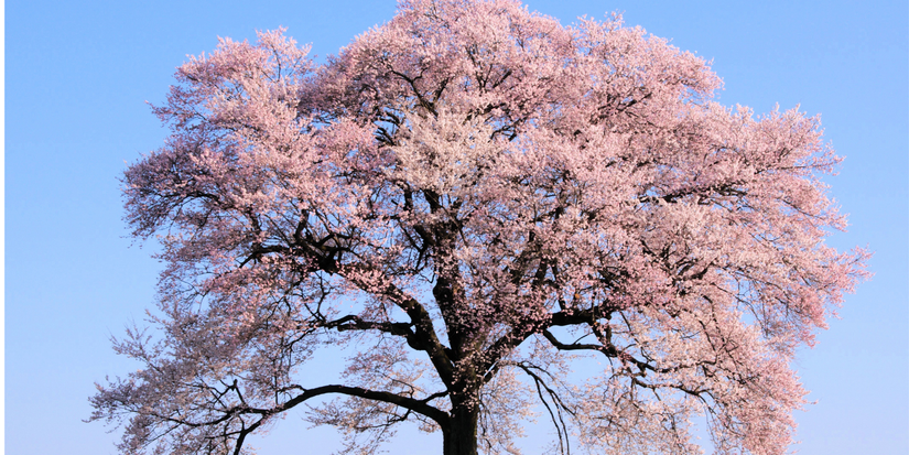 Embrace the Beauty of Spring: Ohio's Cherry Blossom Festival