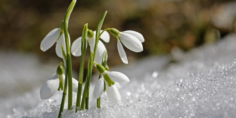These 10 Resilient Flowers Will Survive the Most Extreme Weather