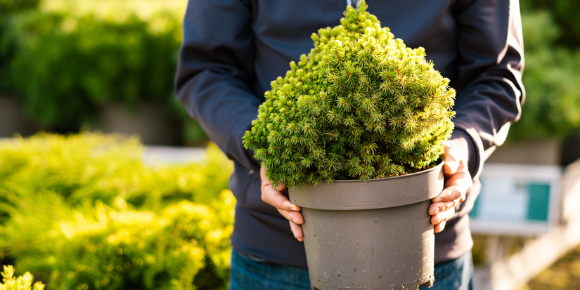 Discover the Magic of Plant Giveaways