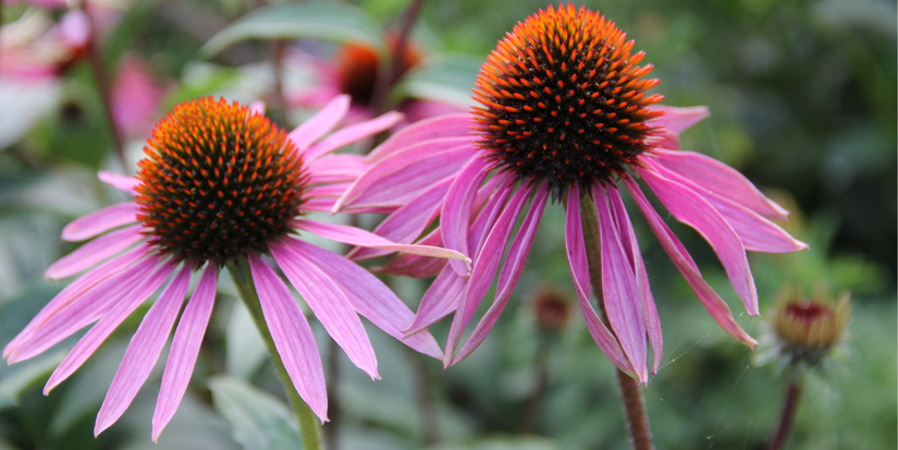 5 Best Low-Maintenance Plants for Side Yards