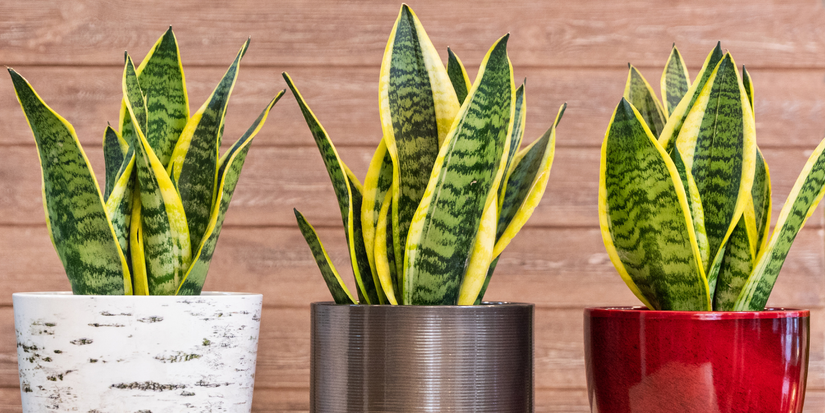 5 Real Plants So Perfect, You’ll Swear They’re Artificial