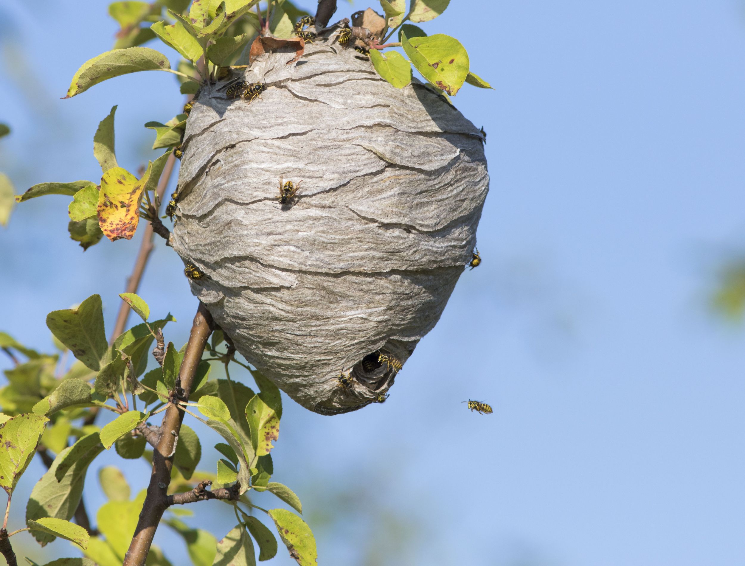 Tips for Preventing and Deterring Wasps in Your Backyard