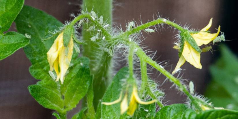 How to Manage White Insects in Your Garden: Tips for Healthy Plants