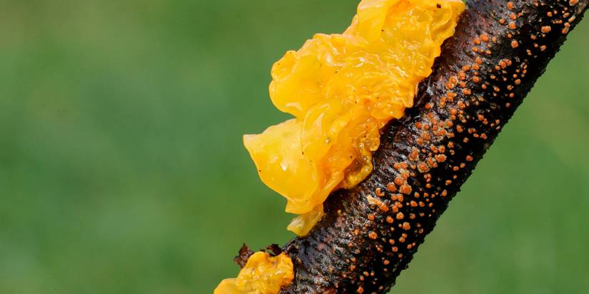 A Guide to Common Winter Mushrooms