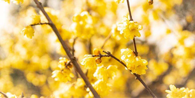 7 Inspiring Flower Ideas for Your Winter Wedding