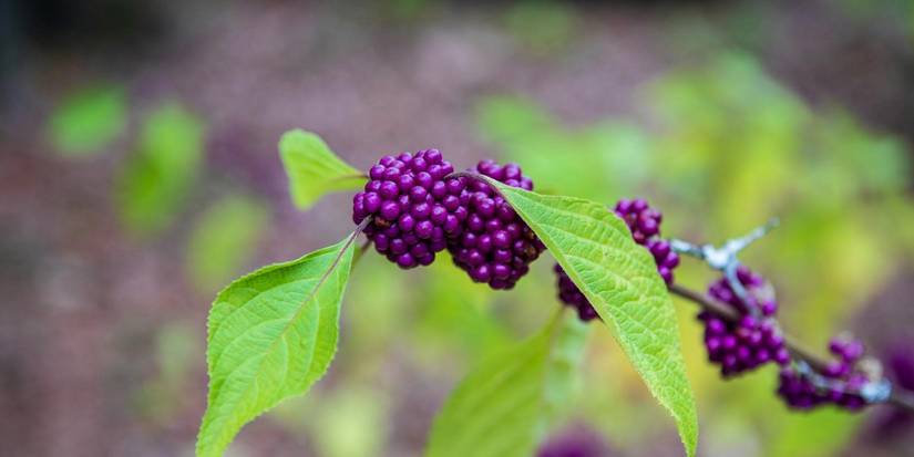 Brighten Winter Landscapes: 6 Shrubs With Colorful Berries