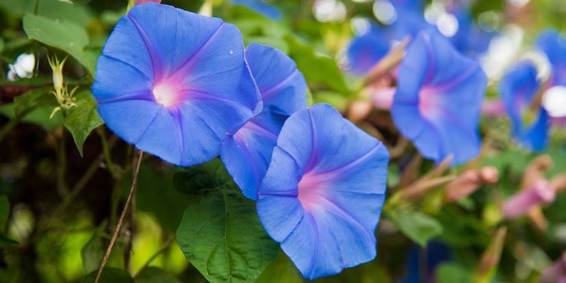 5 Plants That Aren't Actually Blue