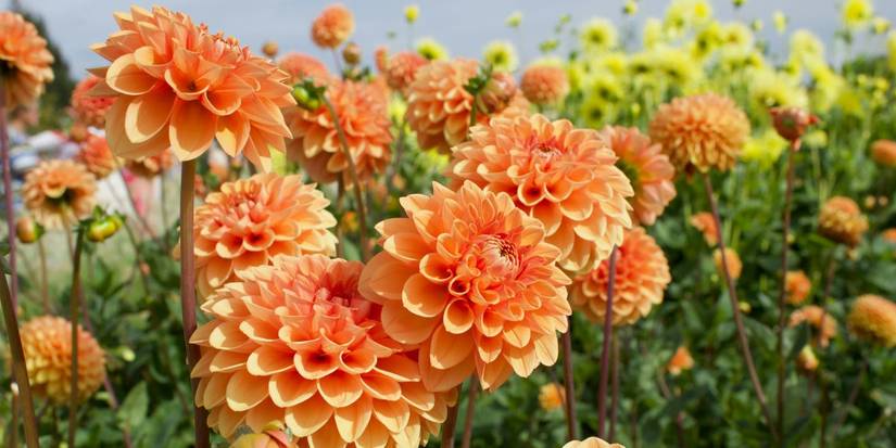 Garden Symmetry: Stunning Round Flowers to Elevate Your Landscape