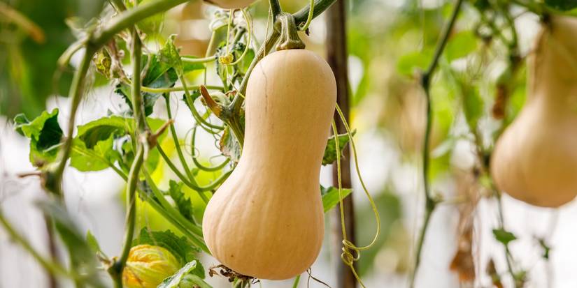 Non-Vegan Fruits and Vegetables: Garden Foods to Avoid