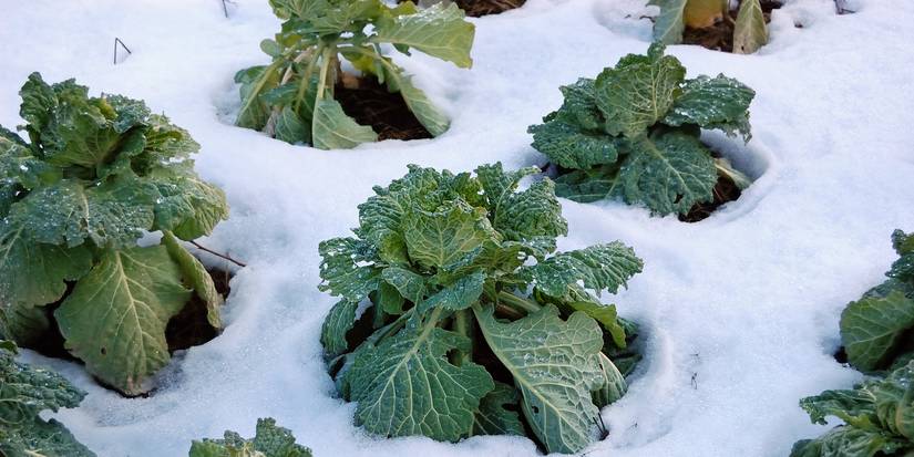 How to Grow Winter Vegetables
