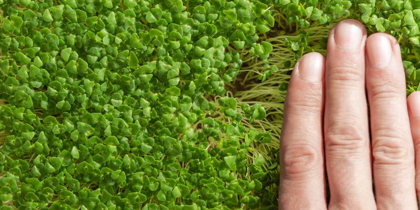 8 Surprising Facts About Chia Pets