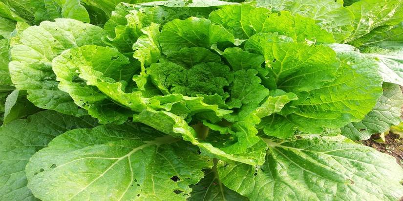 Grow These Healthy Greens This May!