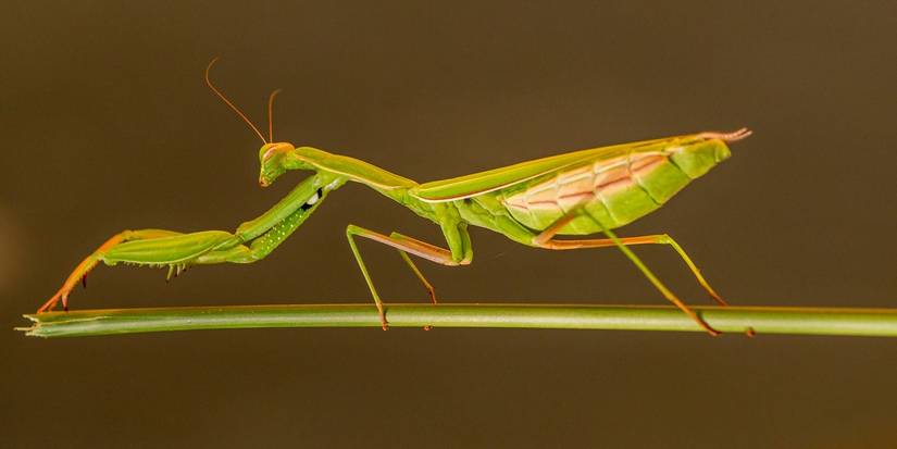 Praying Mantises: Nature’s Pest Control for a Thriving Garden
