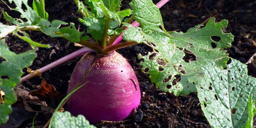 Growing Turnips in the Garden: A Complete Guide
