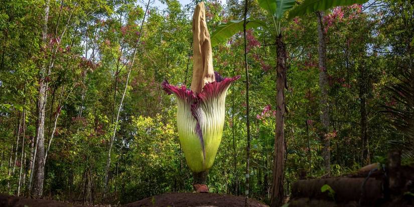 weird alien looking plants