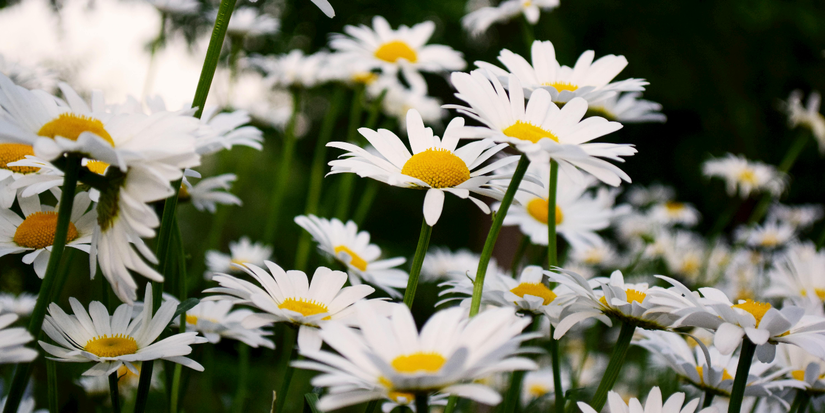 The Beauty Within: 9 Flower Names and Their Meanings