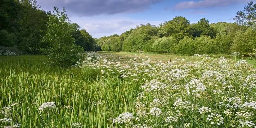 How to Identify and Remove Poison Hemlock in Tennessee Safely