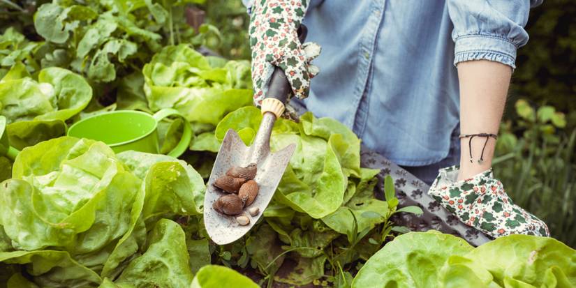 Baking Soda for Pest Control: 3 Pests It Kills and 3 It Won’t