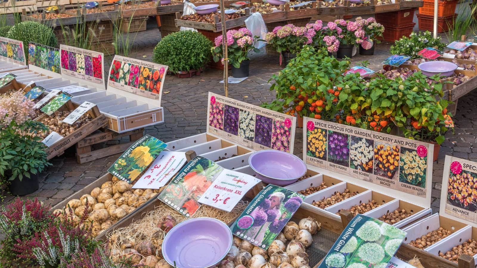 When is the Best Time to Buy Bulbs for Your Spring, Summer, and Fall ...