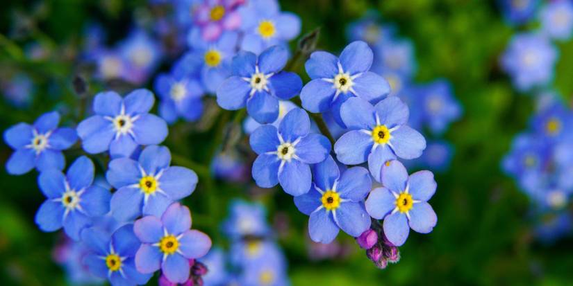 Spring Comes Early With These 6 Gorgeous Blooms