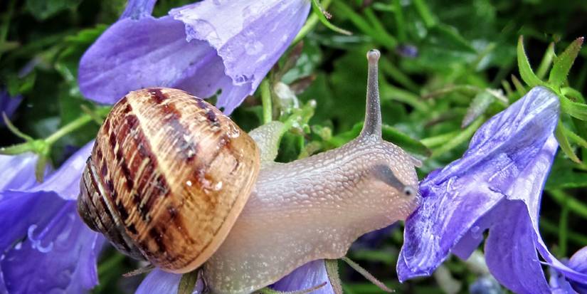 Why You Should Welcome a Garden Snail Into Your Backyard