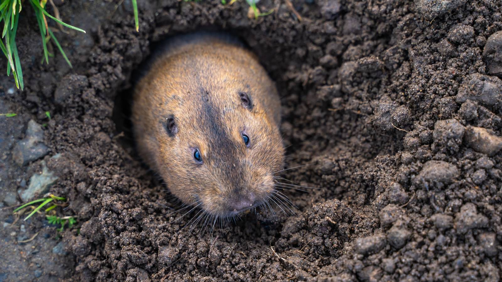 Proven Methods for Gopher Hole Control