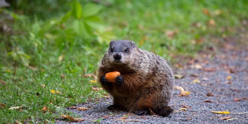 What To Do When Groundhogs Enter Your Yard