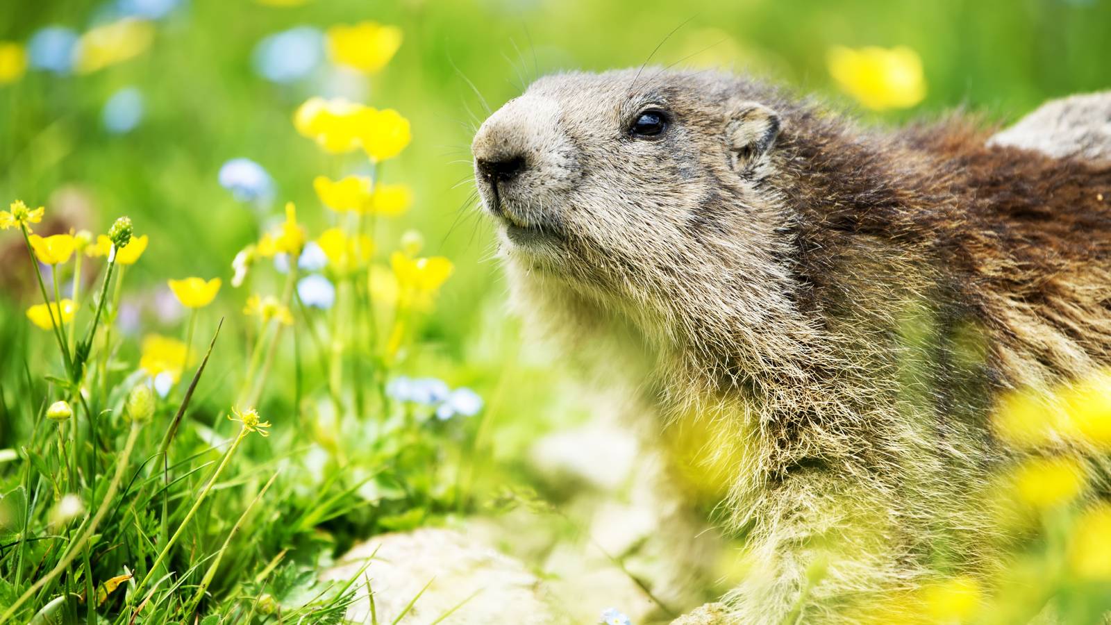 What To Do When Groundhogs Enter Your Yard