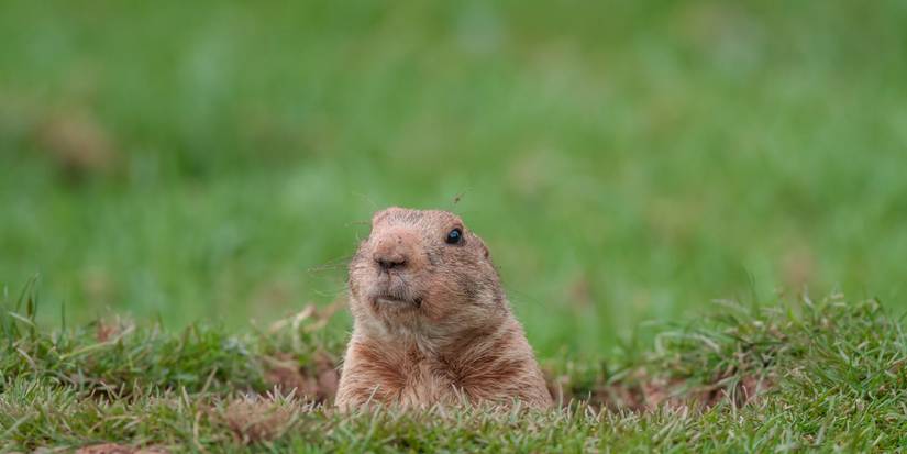 What To Do When Groundhogs Enter Your Yard