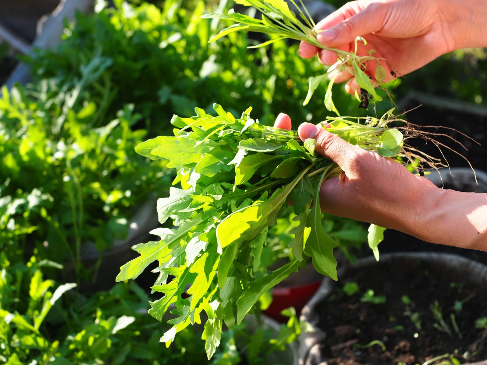 Arugula Container Garden
