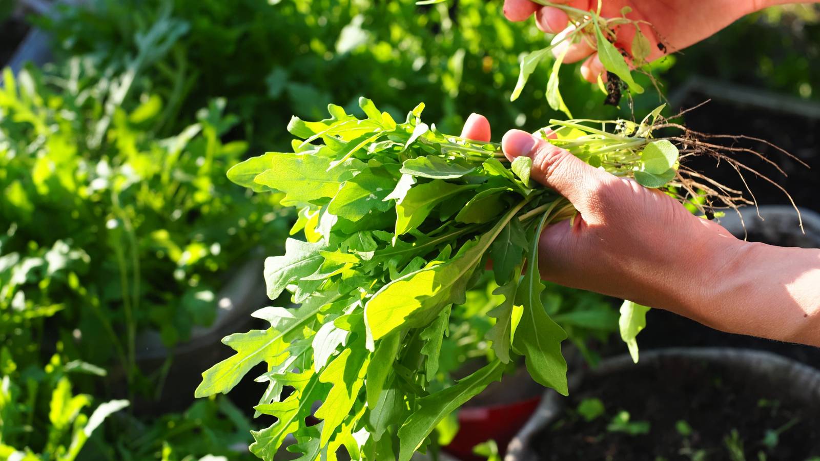 A Complete Guide to Growing Arugula in the Garden