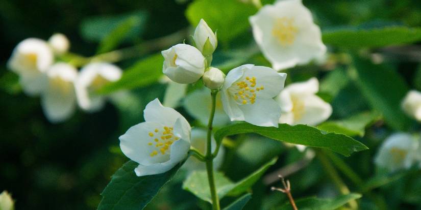 Why Do Plants Smell? The Science and Purpose of Floral Fragrance