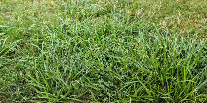 Maximizing Lawn Growth with Proper Fertilization