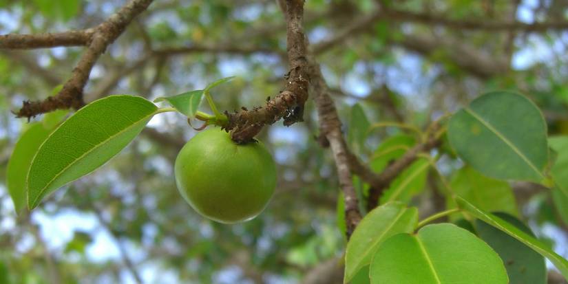 The Green Reapers: Meet 6 of the World’s Deadliest Plants