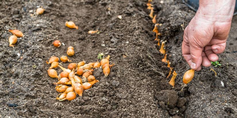 Discover How an Onion Set Can Transform Your Vegetable Garden