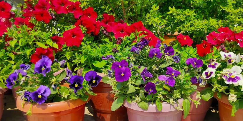 Build Spring Porch Decor With Container Plants That Look Intentional