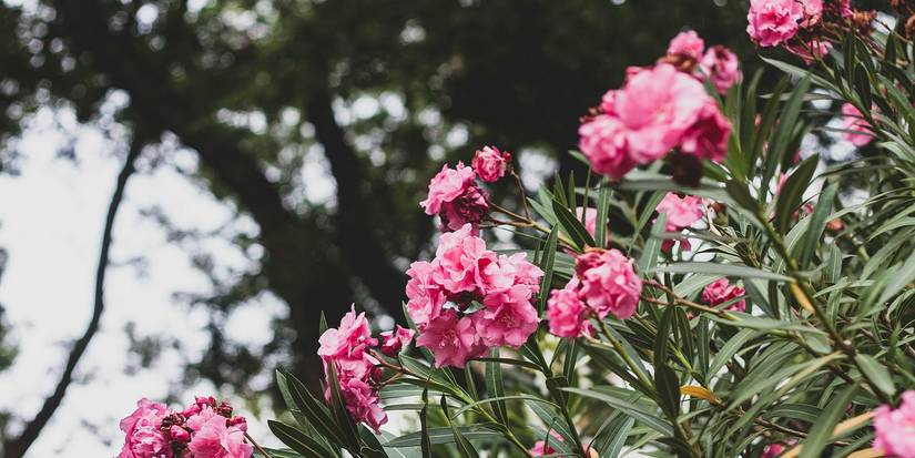 5 Plants to Leave Alone in Fall: The Art of Gardening Restraint