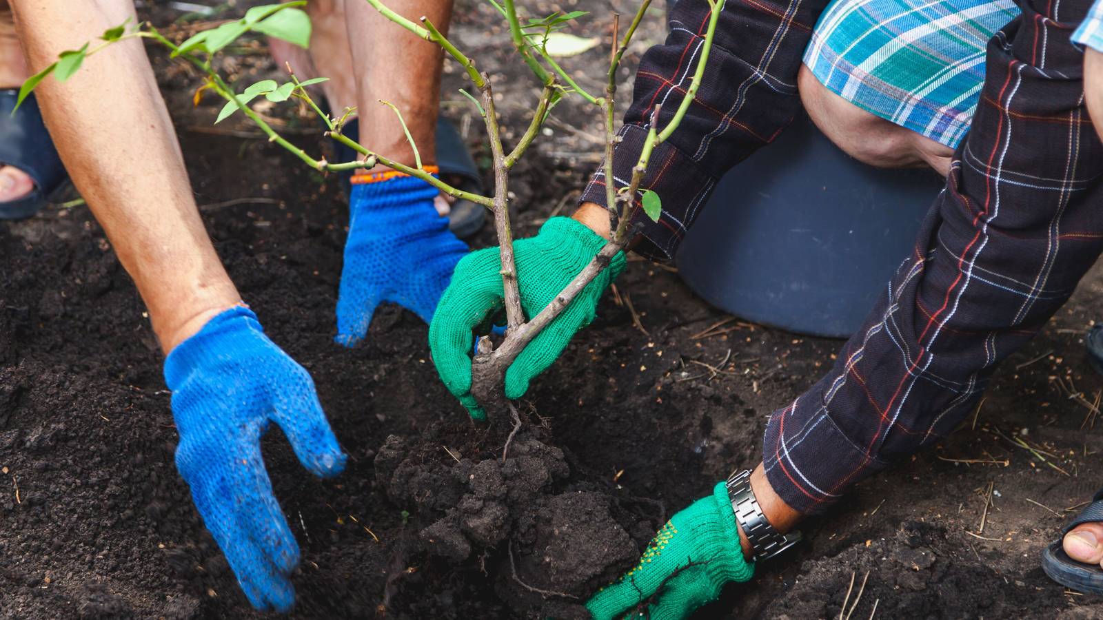 Tips for Planting and Caring for Bare Root Trees in the Southwest