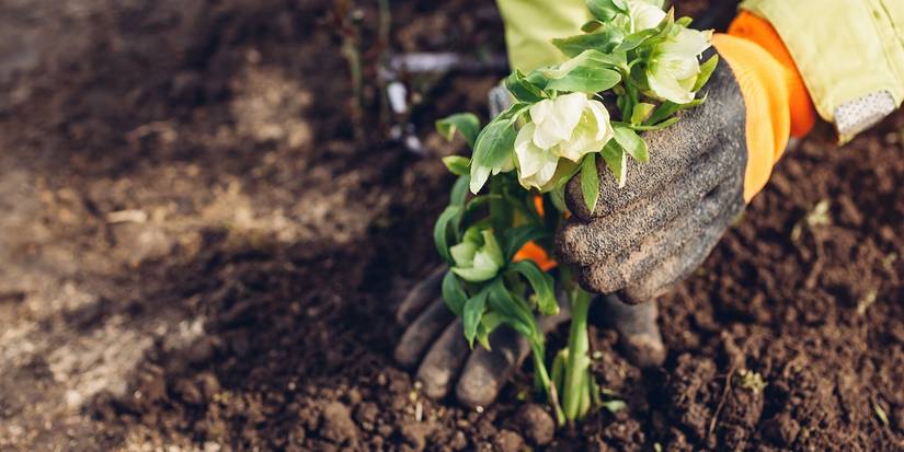 Plant These Early Blooming Spring Flowers Now