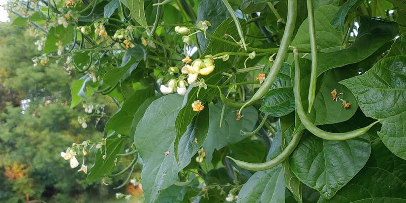 The 5 Top Garden Vegetables to Plant in March for a Thriving Garden