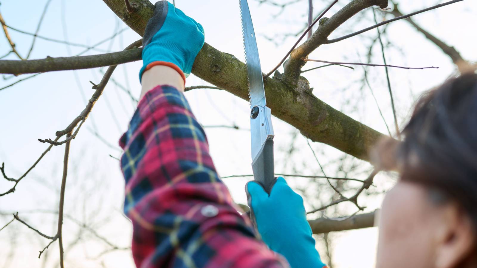 Essential Winter Tree Care: 3 Landscaping Tips for February