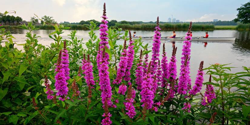 Understanding and Managing Invasive Plants